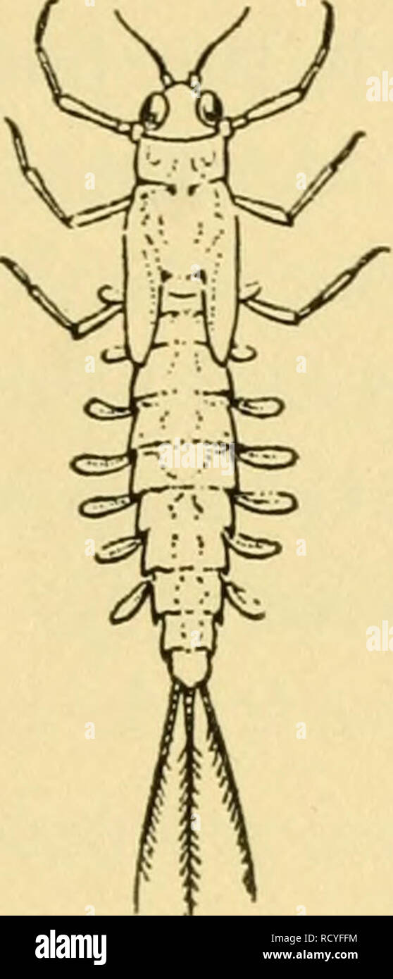 . Elementary lessons on insects. Insects. WHAT AN INSECT IS LIKE ...