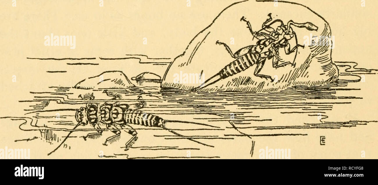 . Elementary lessons on insects. Insects. The hardening of the skin is ...