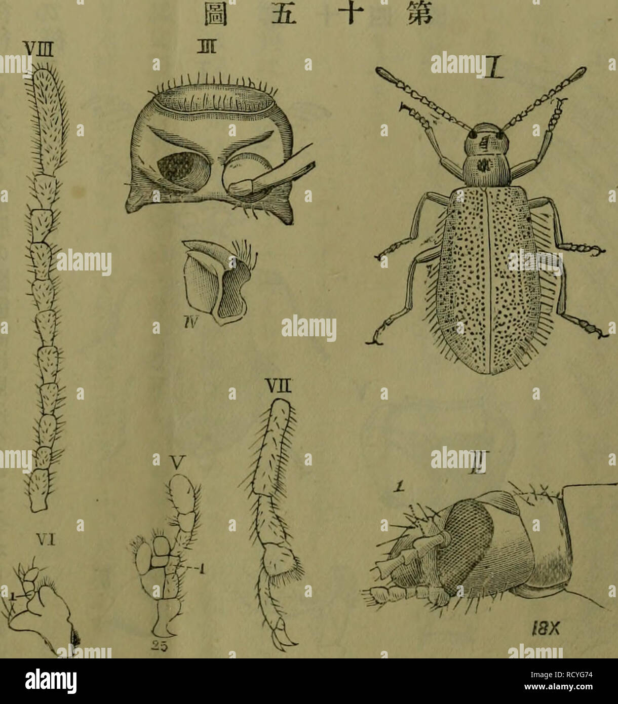 Agriidae hi-res stock photography and images - Alamy