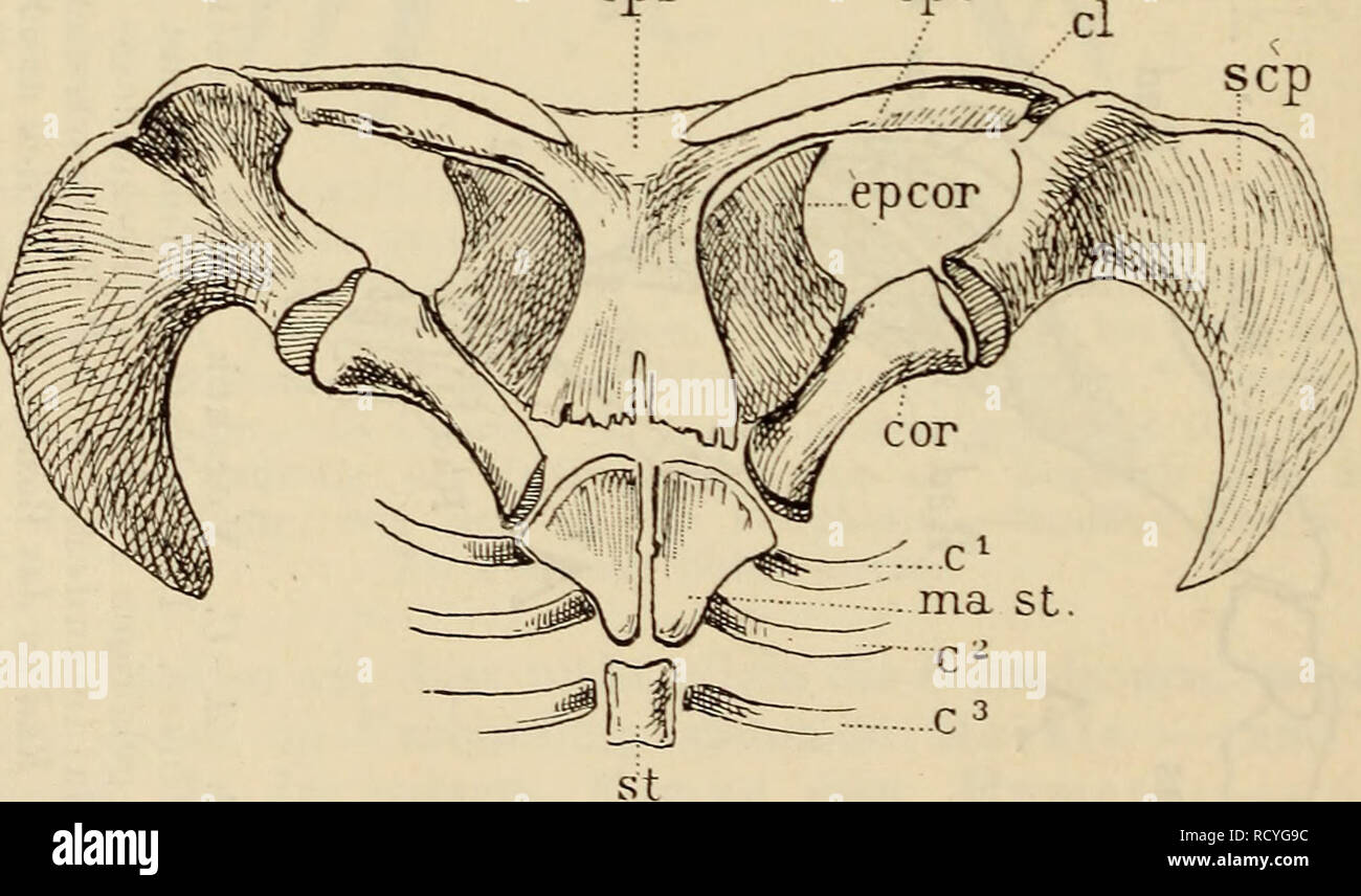 . Der Bau des Menschen als Zeugnis für seine Vergangenheit. Human ...