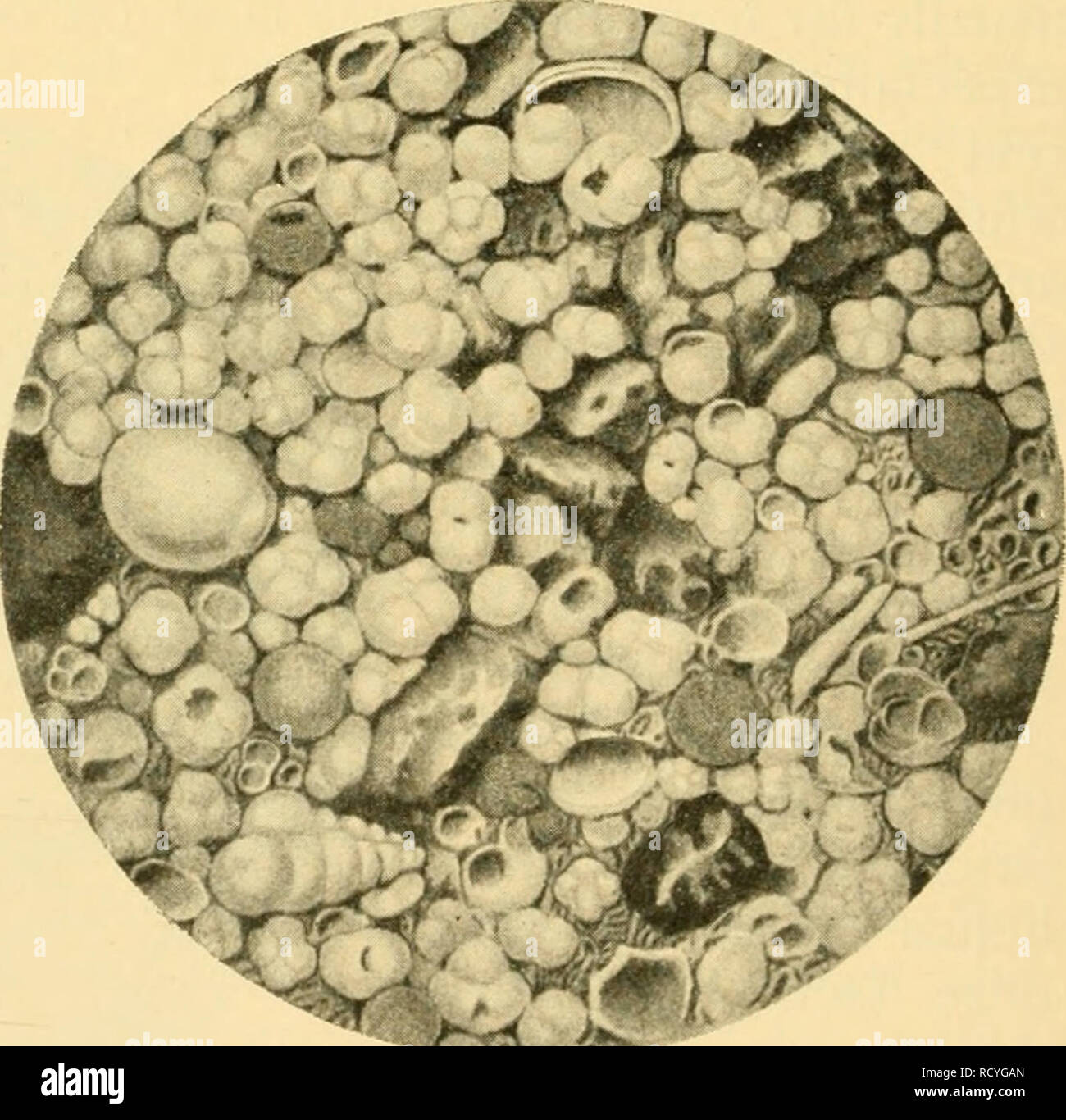 Pteropod shells hi-res stock photography and images - Alamy