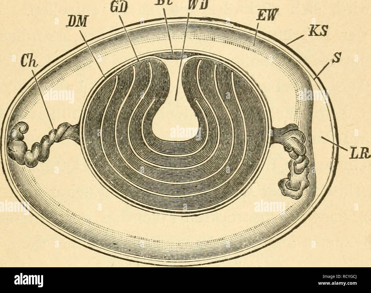 Karl m baer hi-res stock photography and images - Alamy