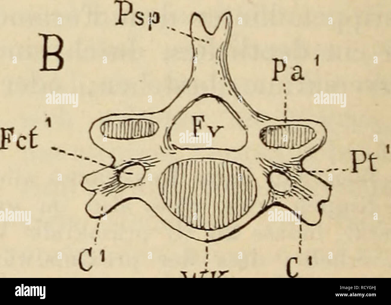 Foramen transversarium hi-res stock photography and images - Alamy