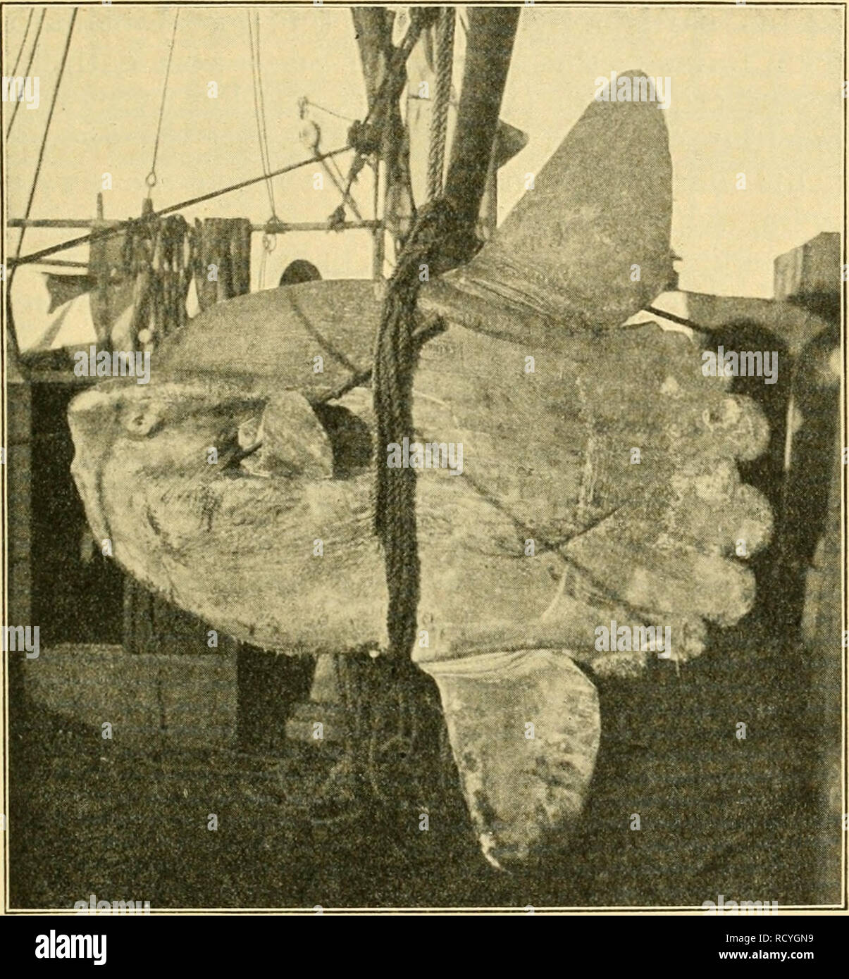 Moonfish boat hi-res stock photography and images - Alamy