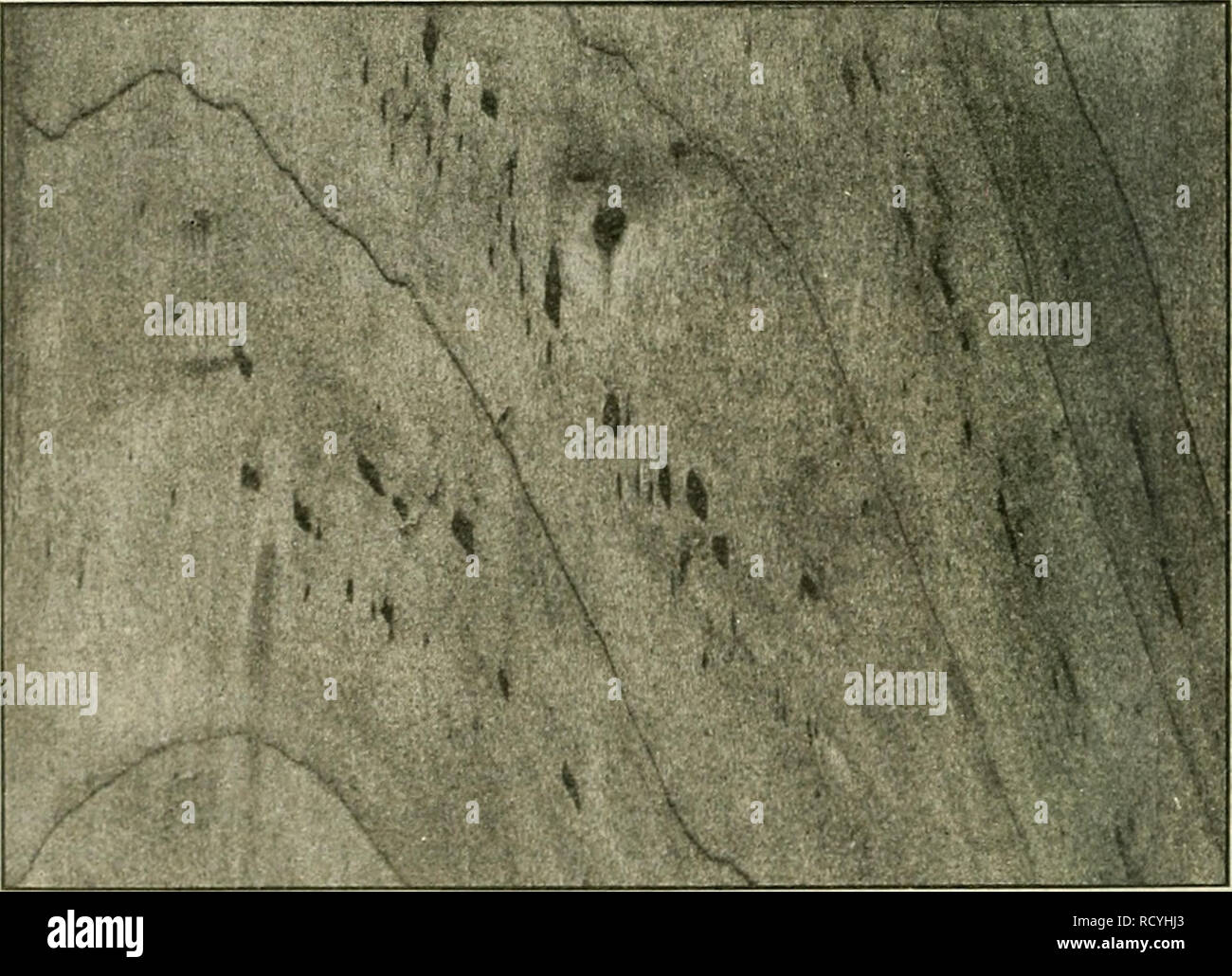 . Department bulletin. Agriculture; Agriculture. Fig. 8.—Transverse ...