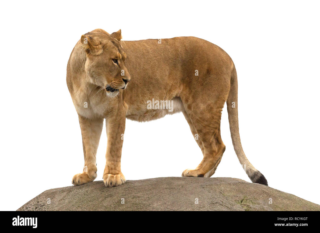 Lioness standing on rock hi-res stock photography and images - Alamy
