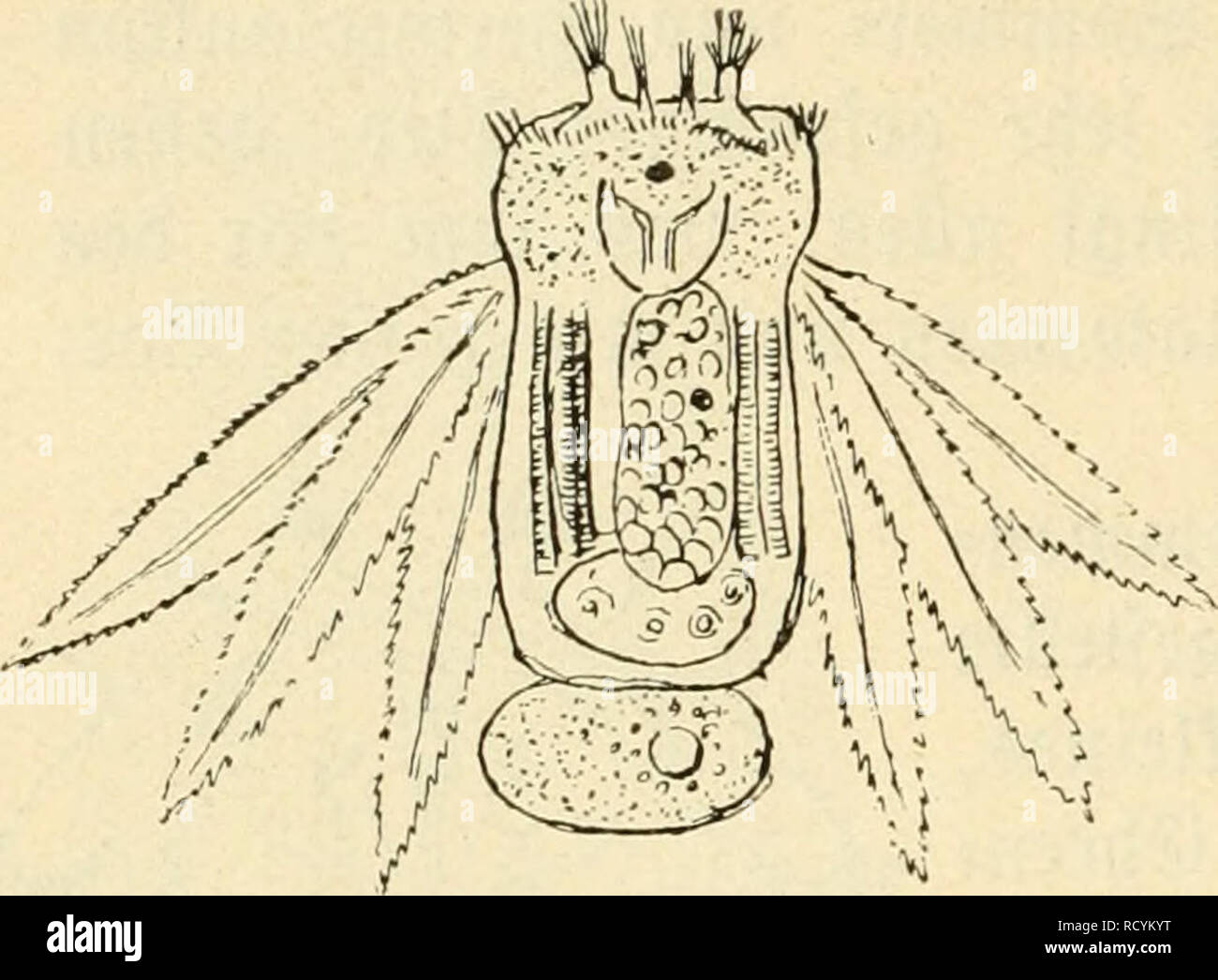 Polyarthra platyptera hi-res stock photography and images - Alamy