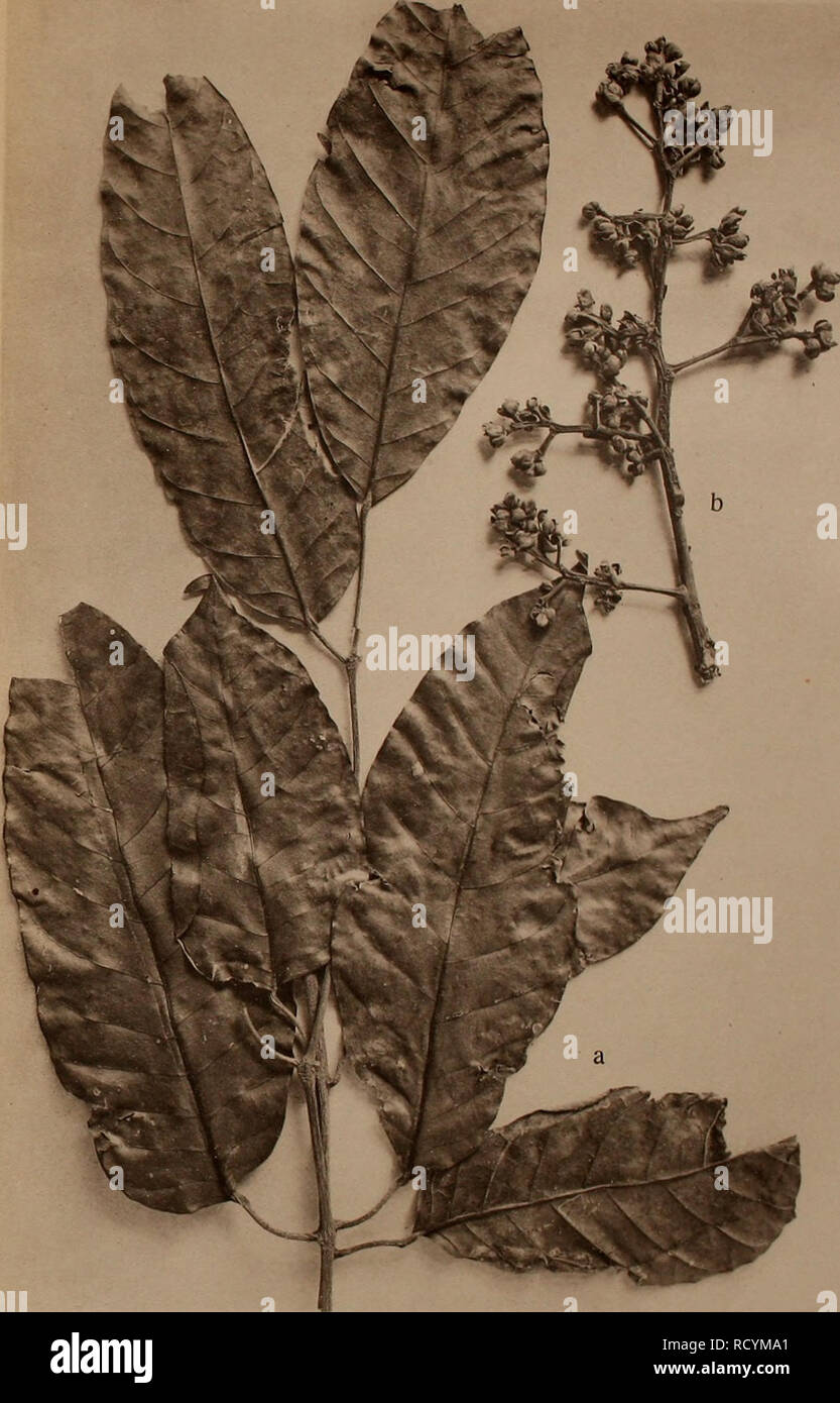 Jade springer hi-res stock photography and images - Alamy