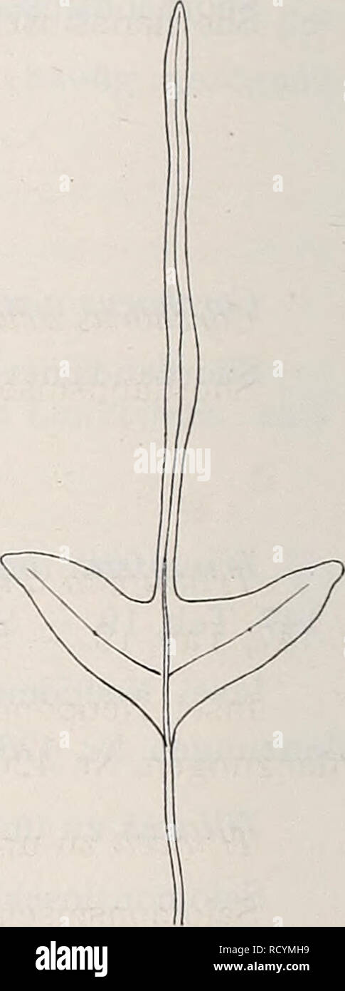 Sida rhombifolia hi-res stock photography and images - Alamy