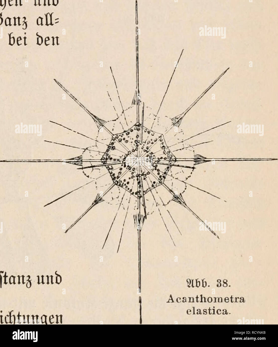 Copilia hi-res stock photography and images - Alamy
