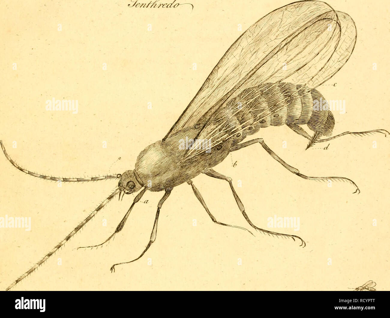 . A decade of curious insects : some of them not describ'd before ...