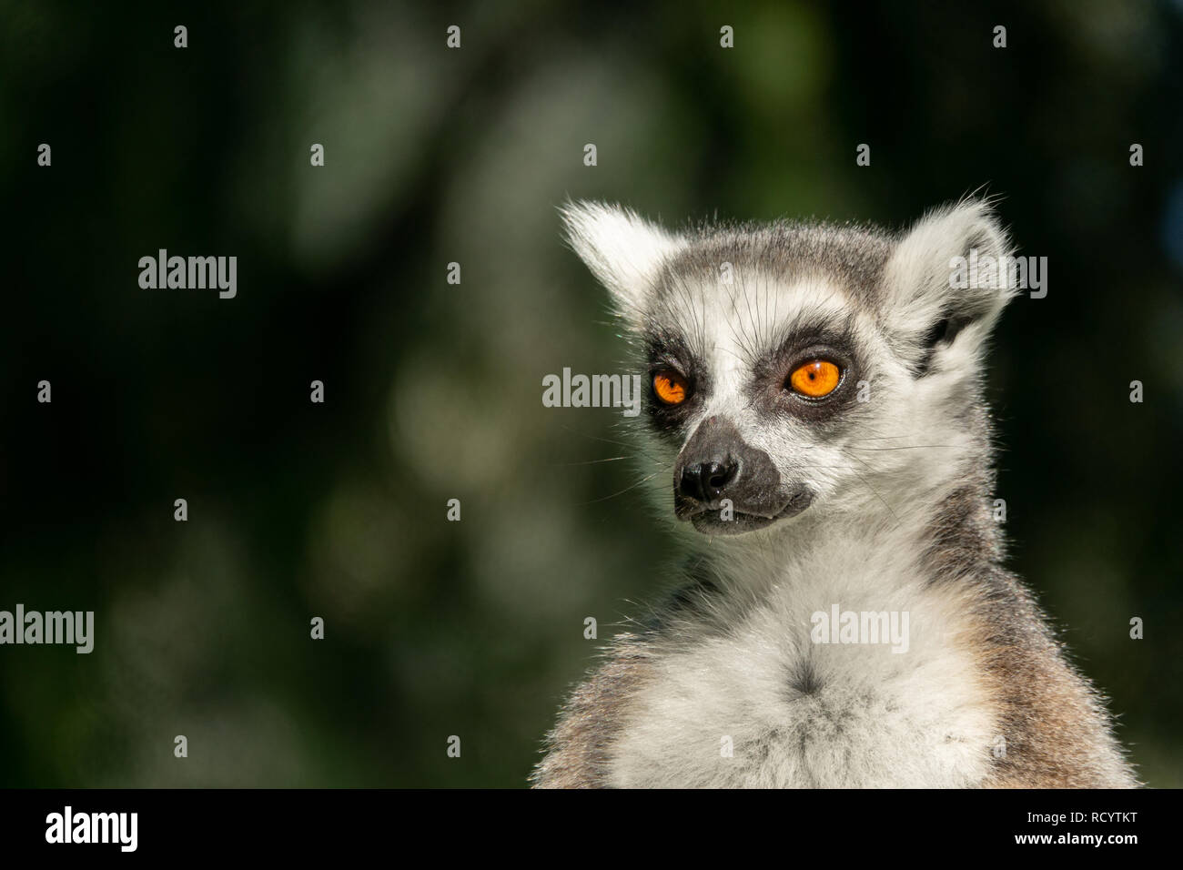 Lemur front view hi-res stock photography and images - Alamy