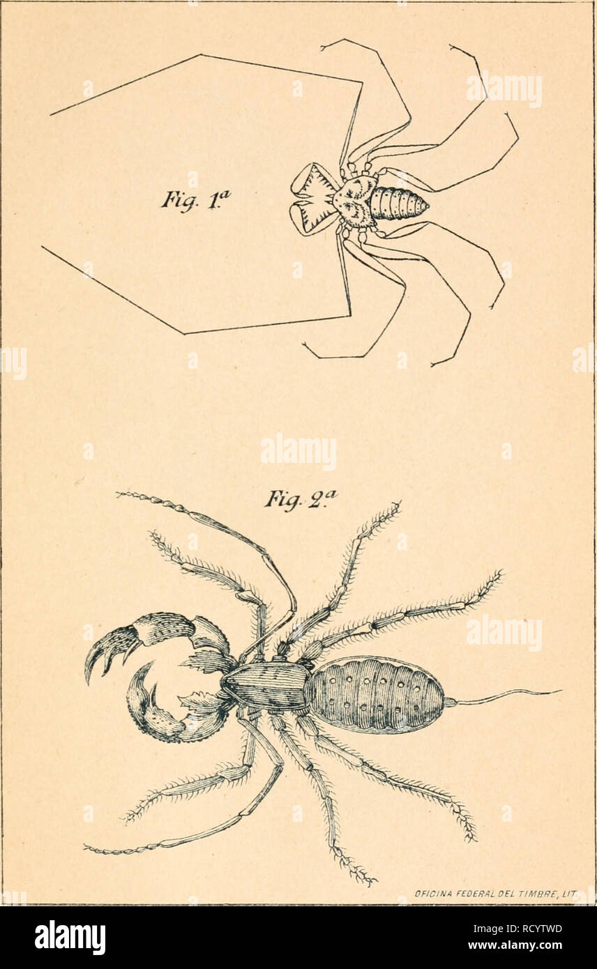 Vinagrillo hi-res stock photography and images - Alamy