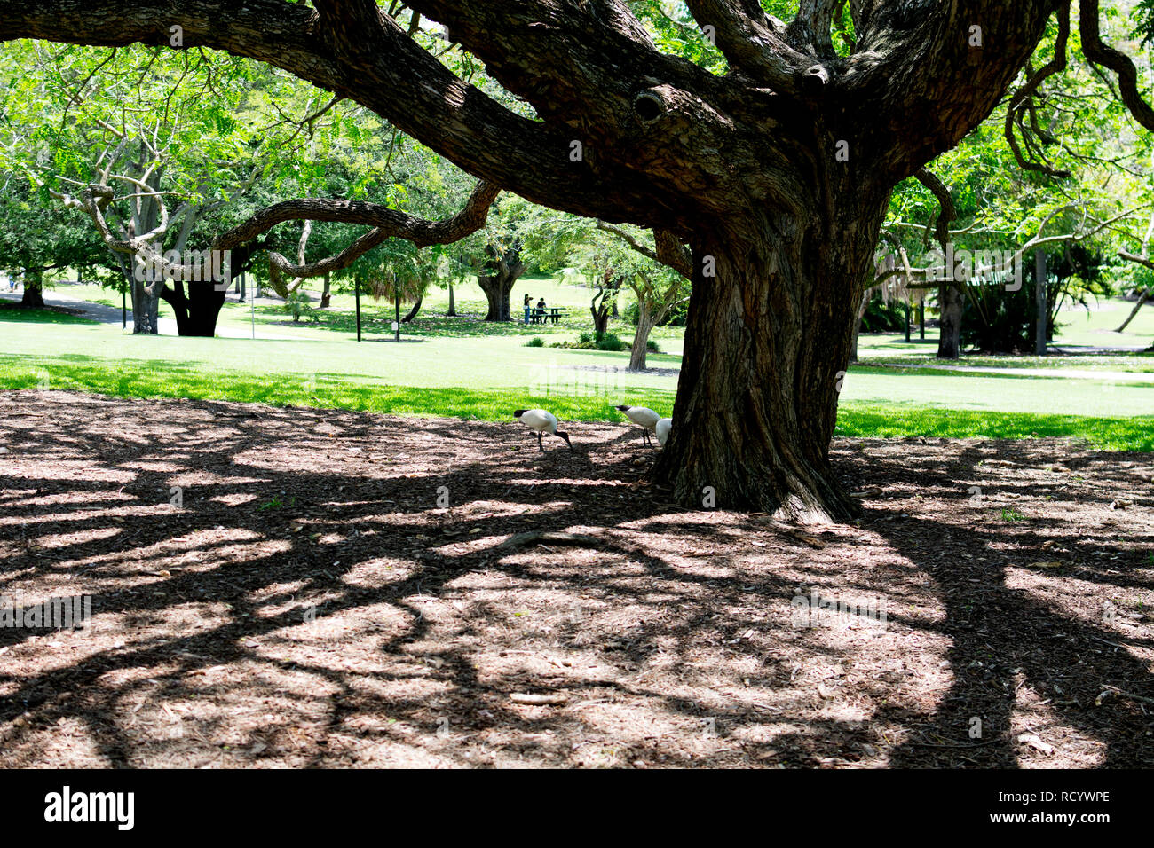 City Botanic Gardens, Brisbane, Queensland, Australia Stock Photo - Alamy