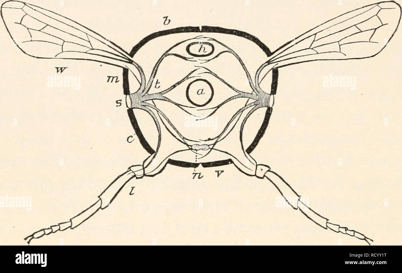 . Elementary entomology. Insects. CHAPTER IV ANATOMY OF INSECTS ...