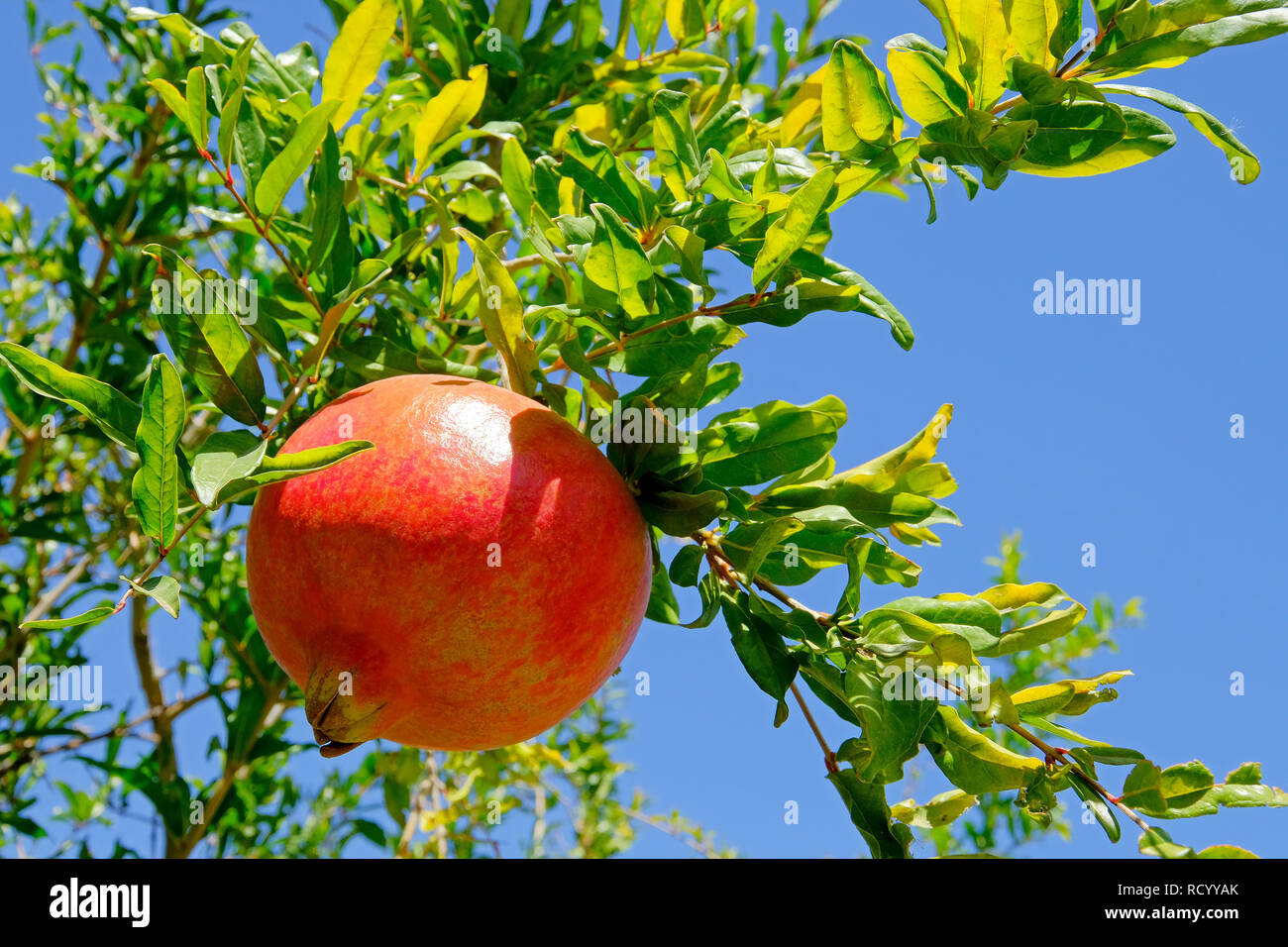 Beautiful Fruit Tree Garden