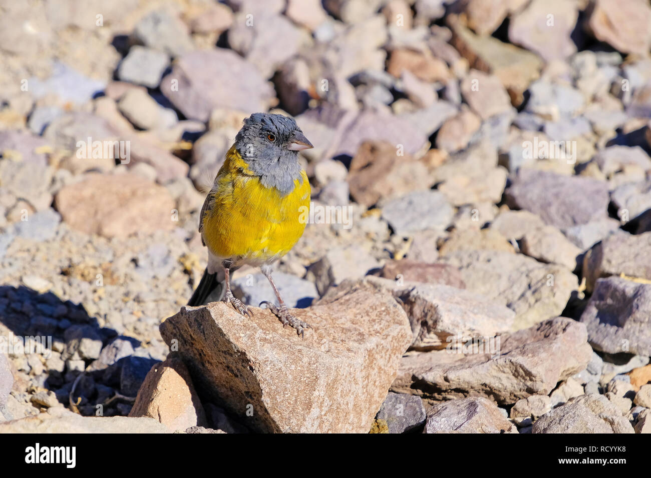 Grey-hooded Sierra Finch, Phrygilus Gayi, species of bird in the family ...