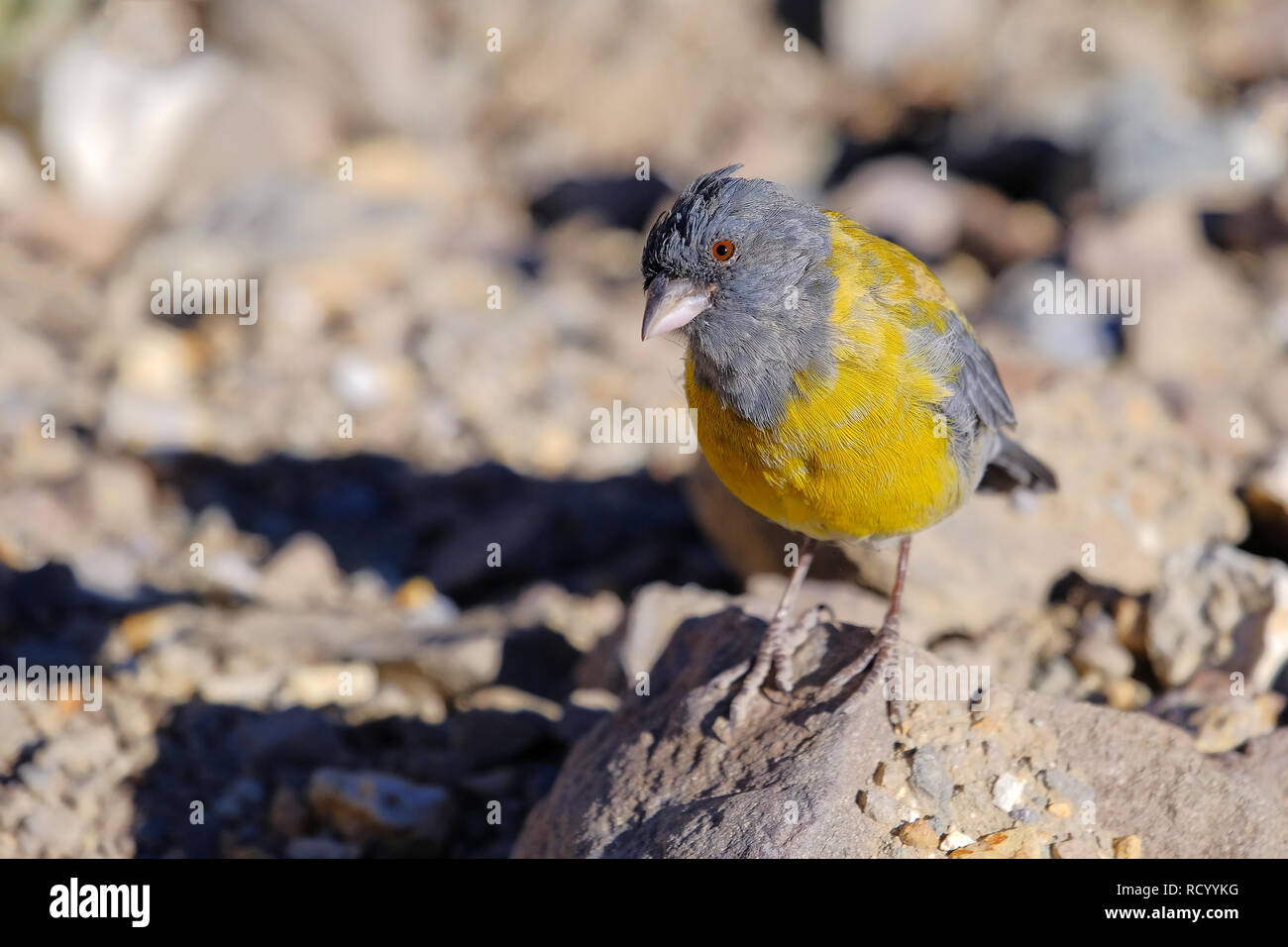 Grey-hooded Sierra Finch, Phrygilus Gayi, species of bird in the family ...