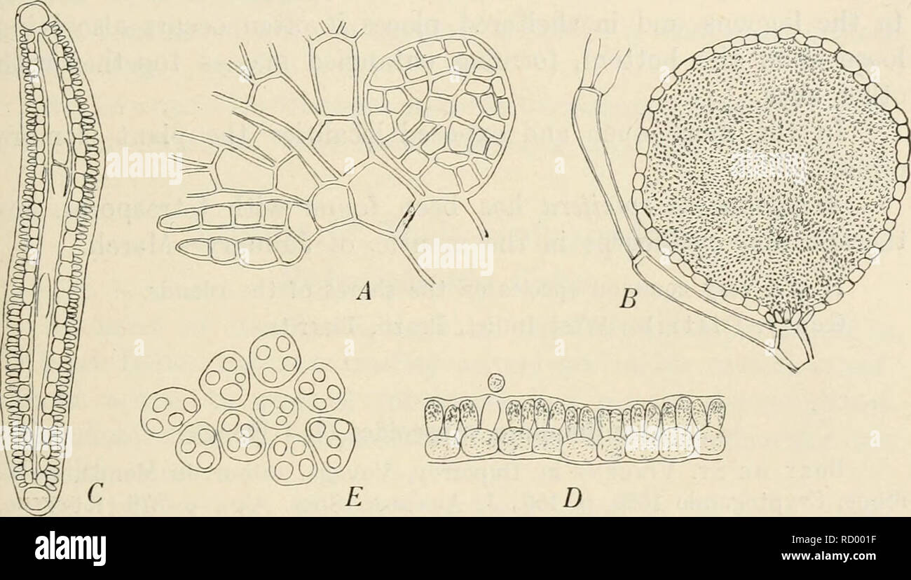 . Dansk botanisk arkiv. Plants; Plants -- Denmark. F. Børgesen ...