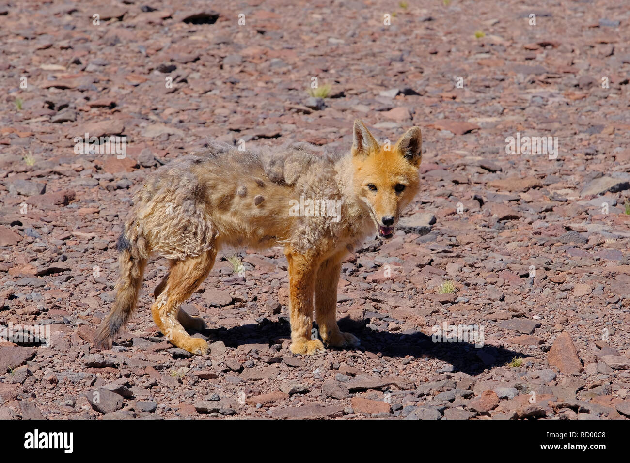 Andean fox hi-res stock photography and images - Alamy