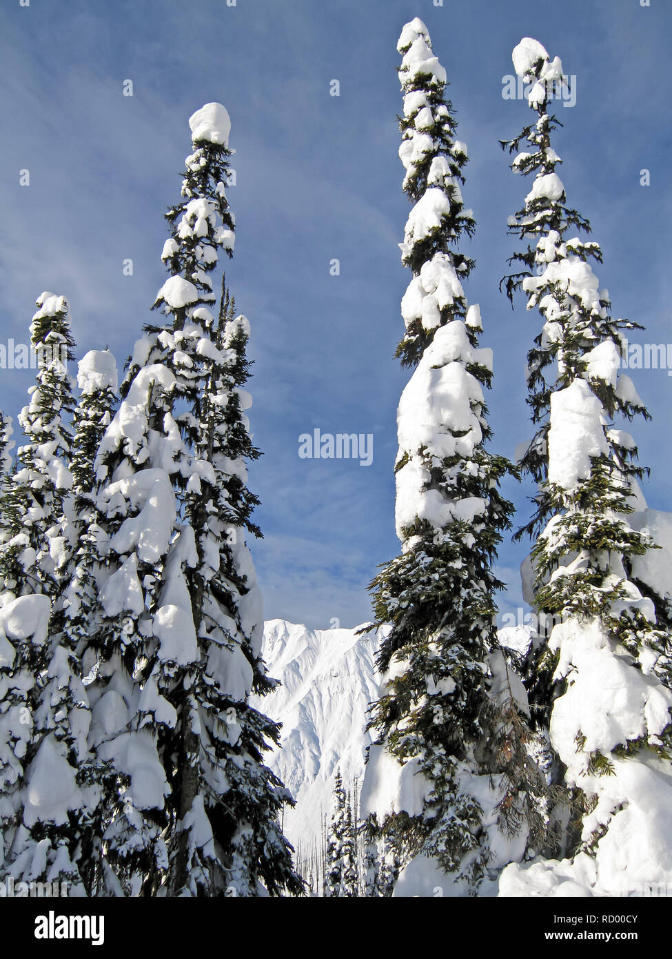 Snowcovered trees in The Bugaboos, a mountain range in the Purcell ...