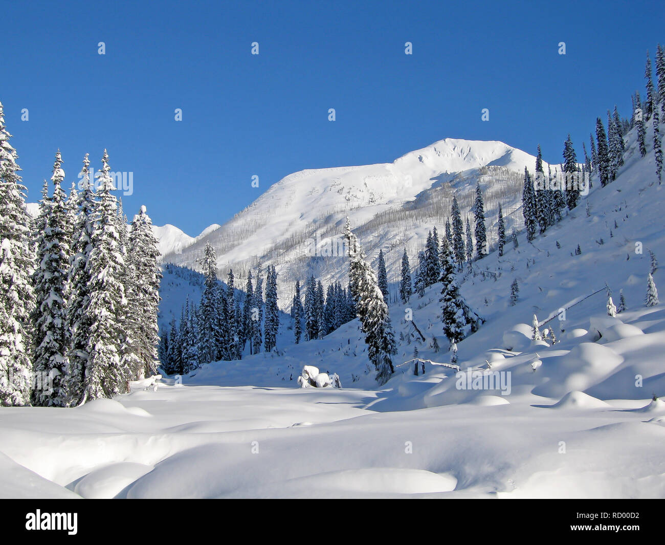 Snowcovered trees in The Bugaboos, a mountain range in the Purcell ...