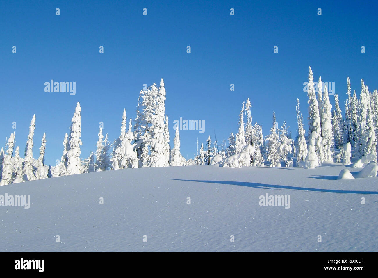 Snowcovered trees in The Bugaboos, a mountain range in the Purcell ...