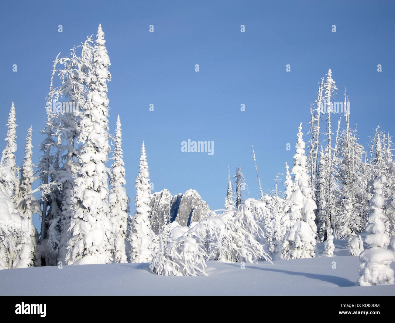 Snowcovered trees in The Bugaboos, a mountain range in the Purcell ...