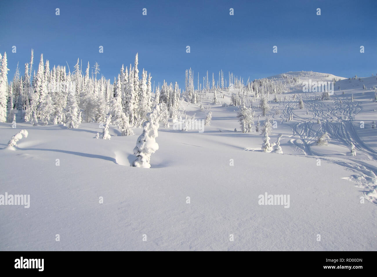Snowcovered trees in The Bugaboos, a mountain range in the Purcell ...