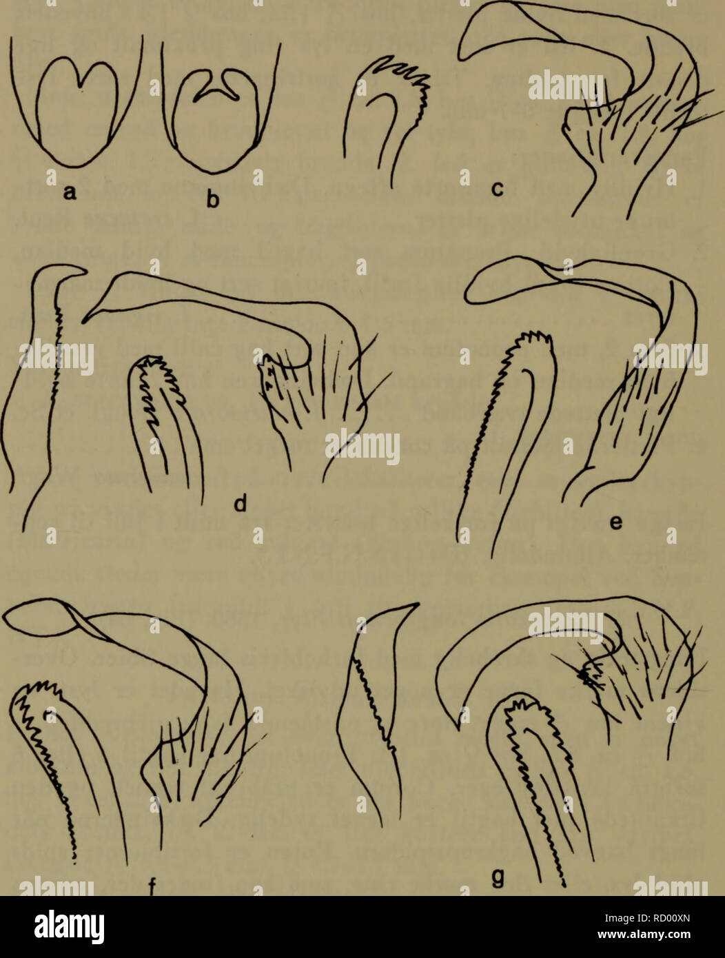 Phytocoris ulmi hi-res stock photography and images - Alamy