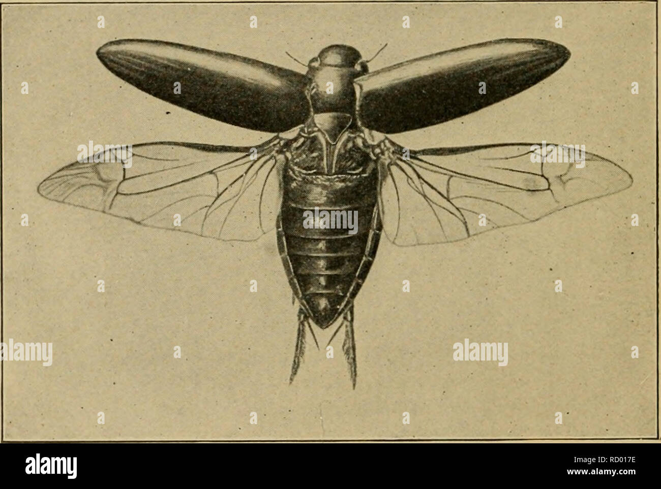 . Elementary entomology. Entomology. CHAPTER XII THE BEETLES ...