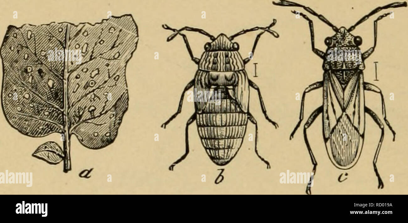 Stilt bugs hi-res stock photography and images - Alamy