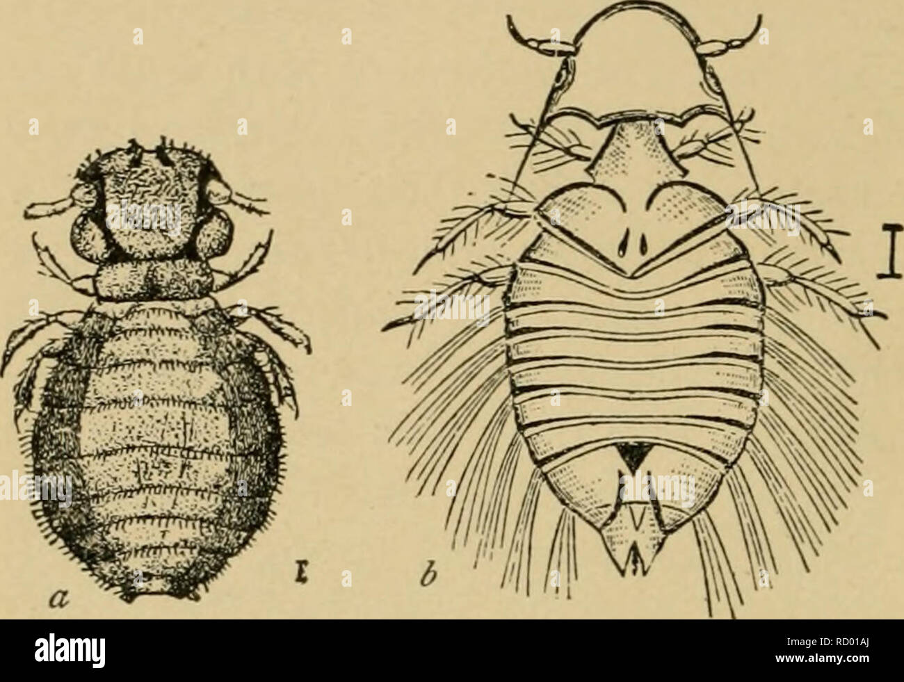 . Elementary entomology. Entomology. io6 ELEMENTARY ENTOMOLOGY adapted ...