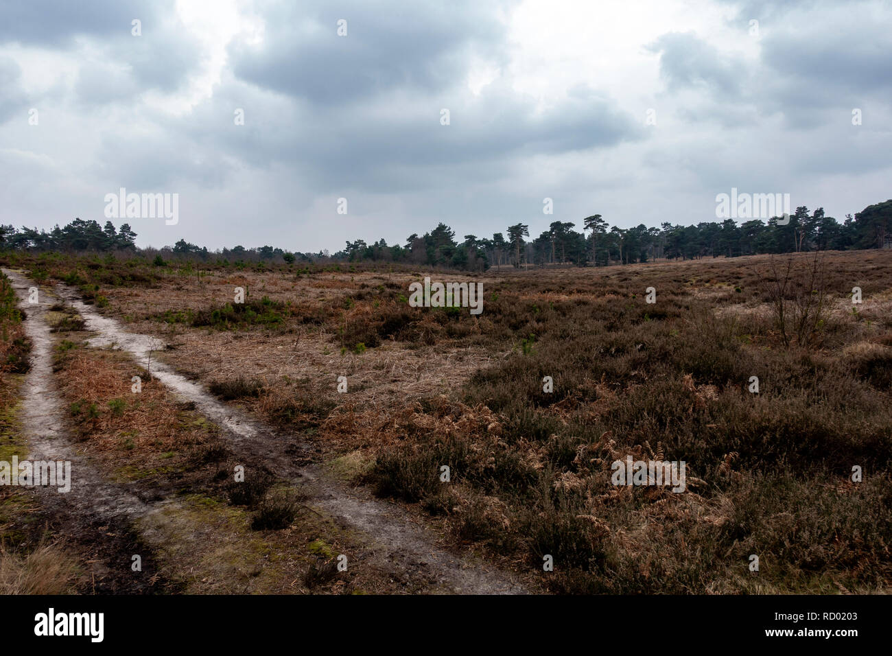 Hollesley Common Suffolk UK Stock Photo - Alamy