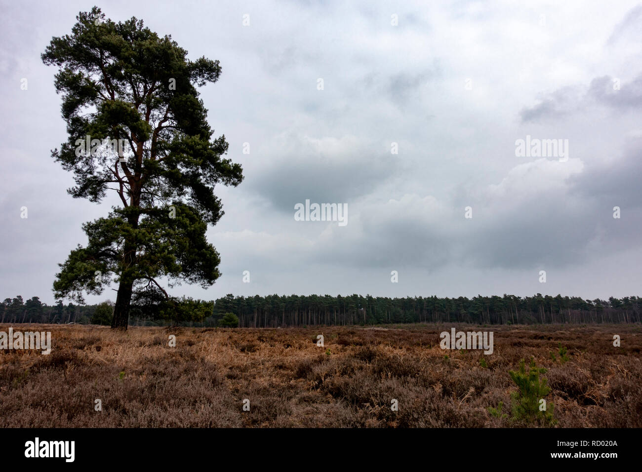 Hollesley Common Suffolk UK Stock Photo - Alamy