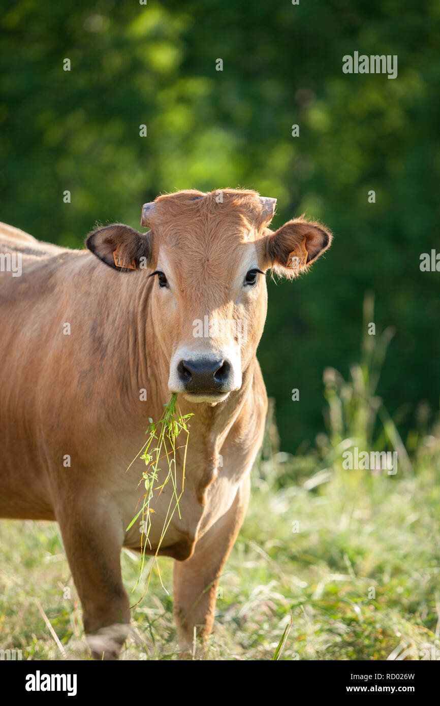 Healthy Cow High Resolution Stock Photography and Images - Alamy