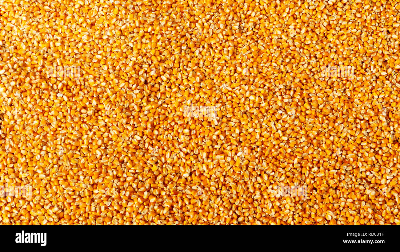 The dry corn background, dry corn seed for animal feed Stock Photo - Alamy