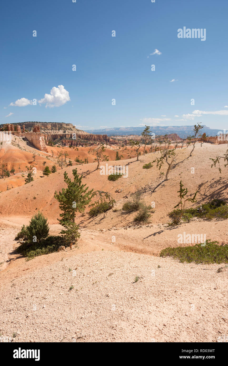 landscape on the bryce canyon in the united states of america Stock ...