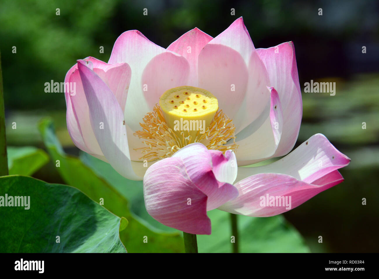 Indian lotus, sacred lotus, bean of India, Egyptian bean, indiai lótusz ...