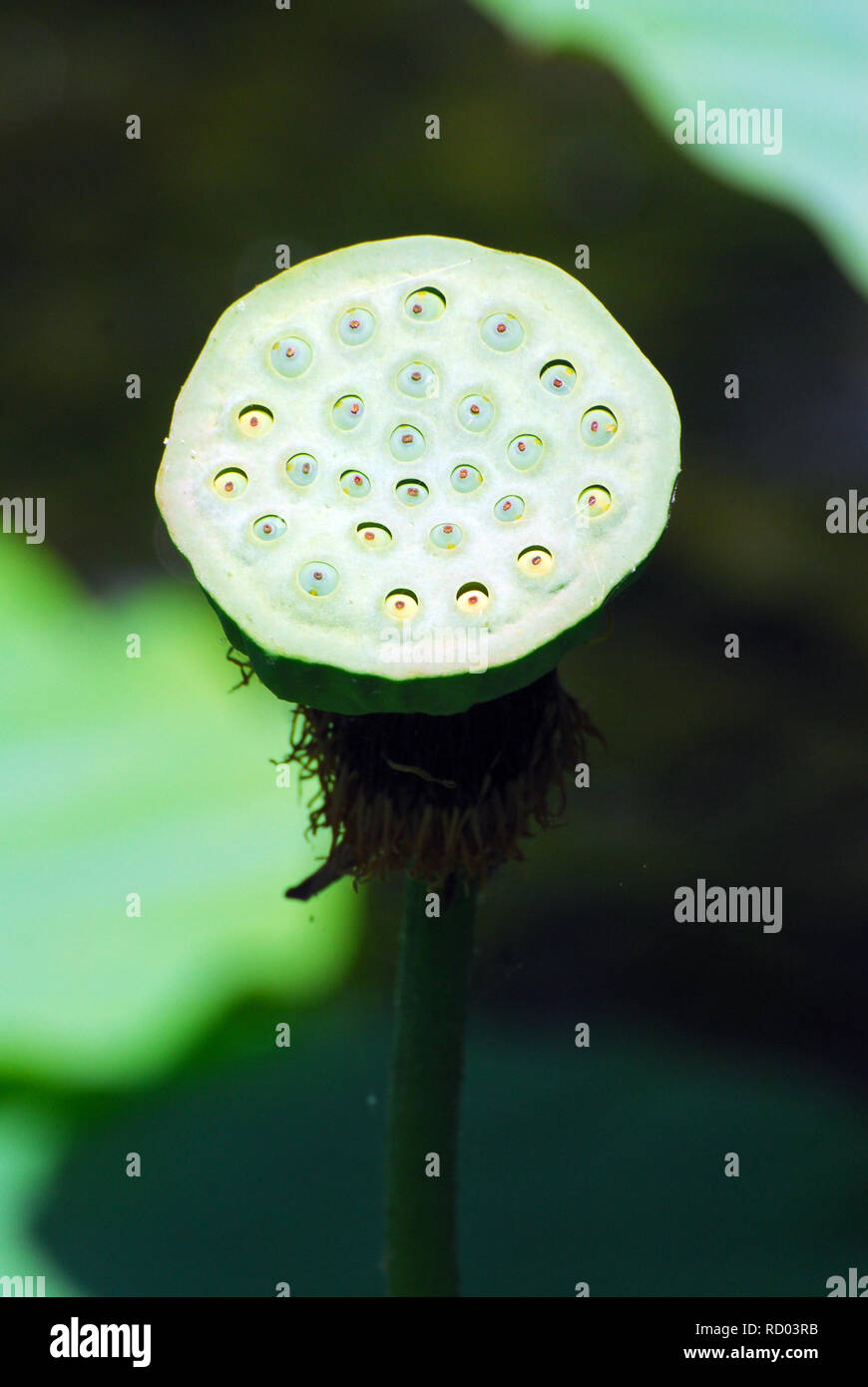 Lotusz hi-res stock photography and images - Alamy