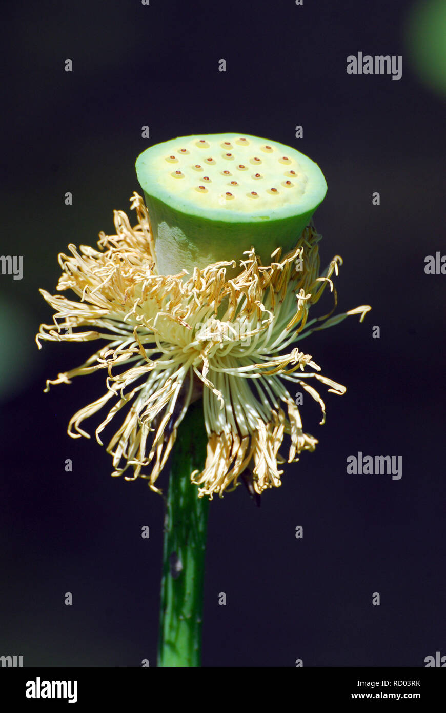 Indian lotus, sacred lotus, bean of India, Egyptian bean, indiai lótusz ...