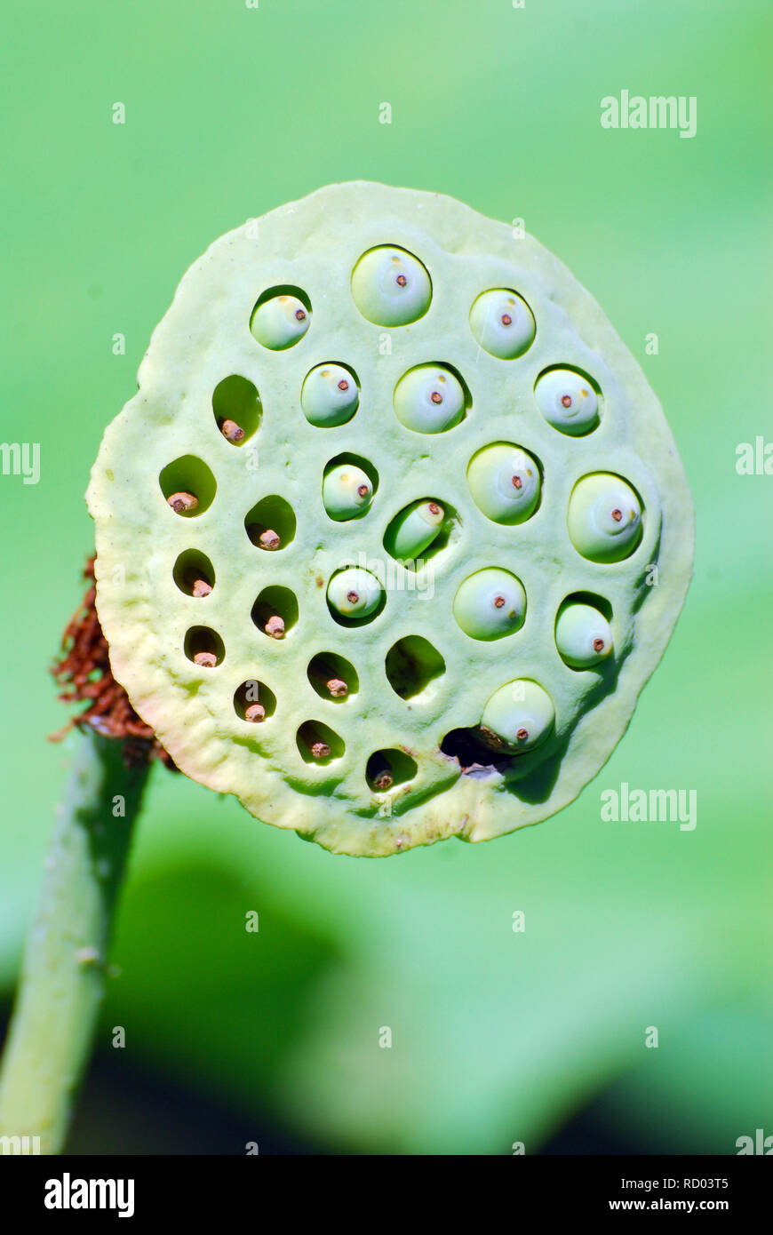 Indian lotus, sacred lotus, bean of India, Egyptian bean, indiai lótusz ...