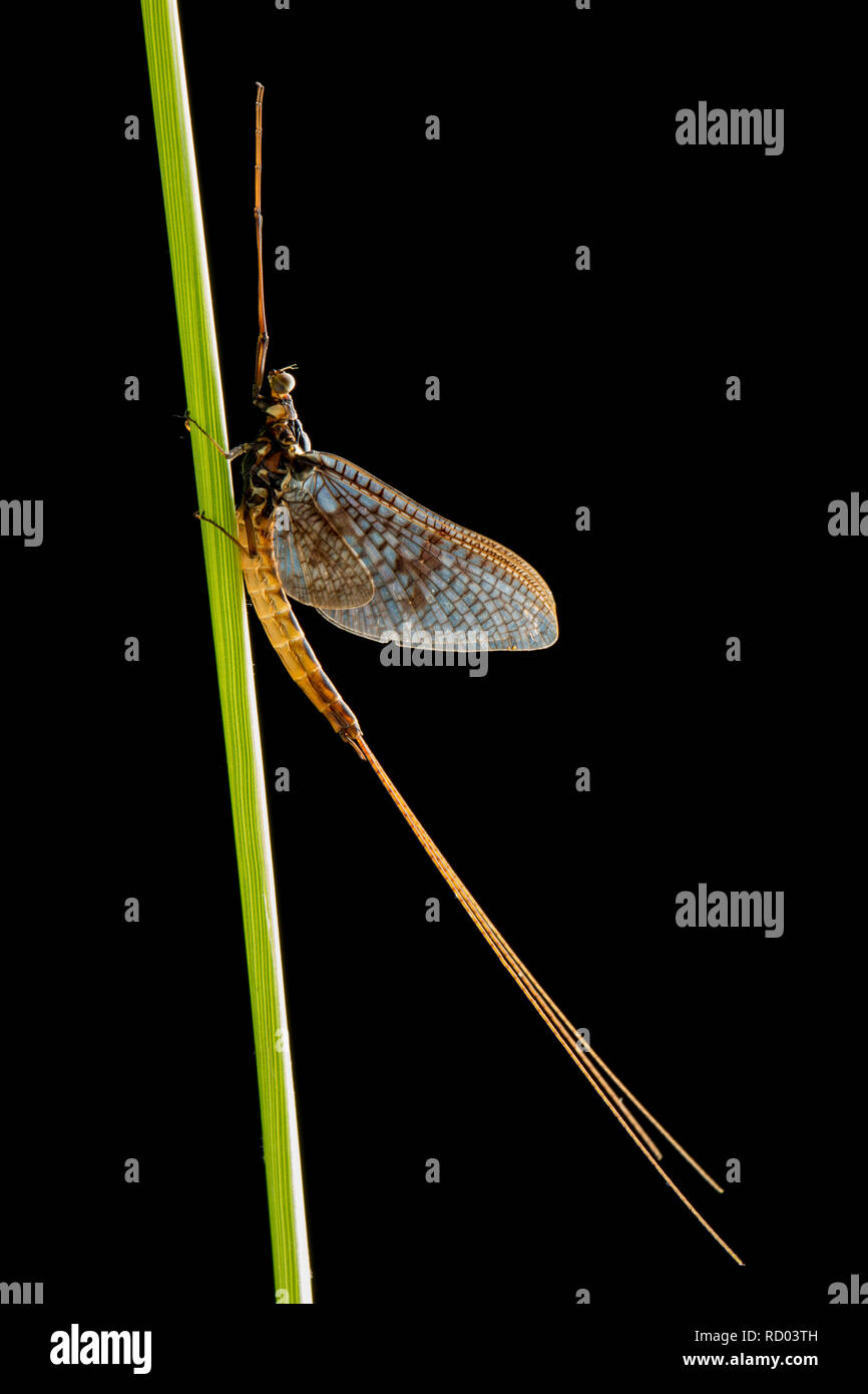 Mayflies Stock Photos & Mayflies Stock Images - Alamy
