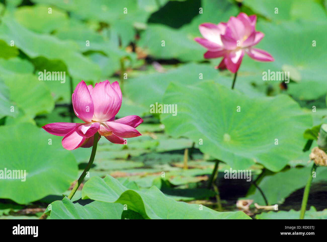 Indian lotus, sacred lotus, bean of India, Egyptian bean, indiai lótusz ...