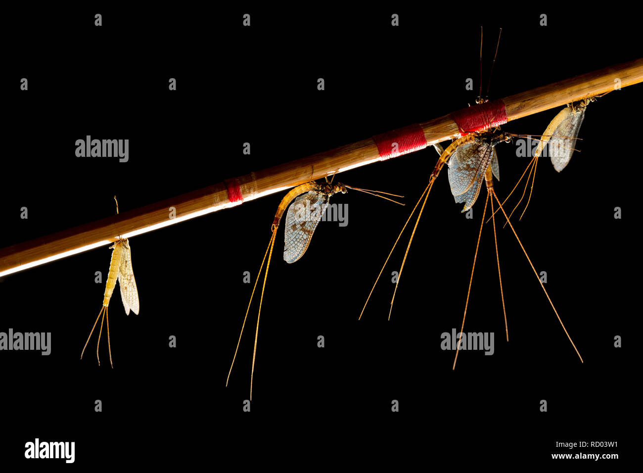 British mayflies hi-res stock photography and images - Alamy