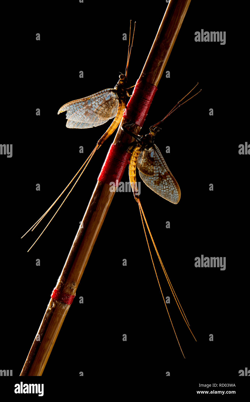 Mayflies uk hi-res stock photography and images - Alamy