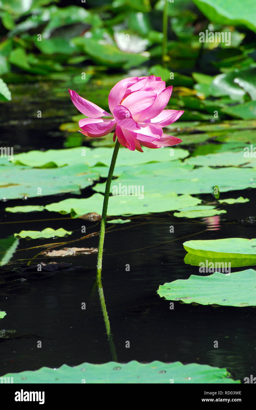 Indian lotus, sacred lotus, bean of India, Egyptian bean, indiai lótusz ...