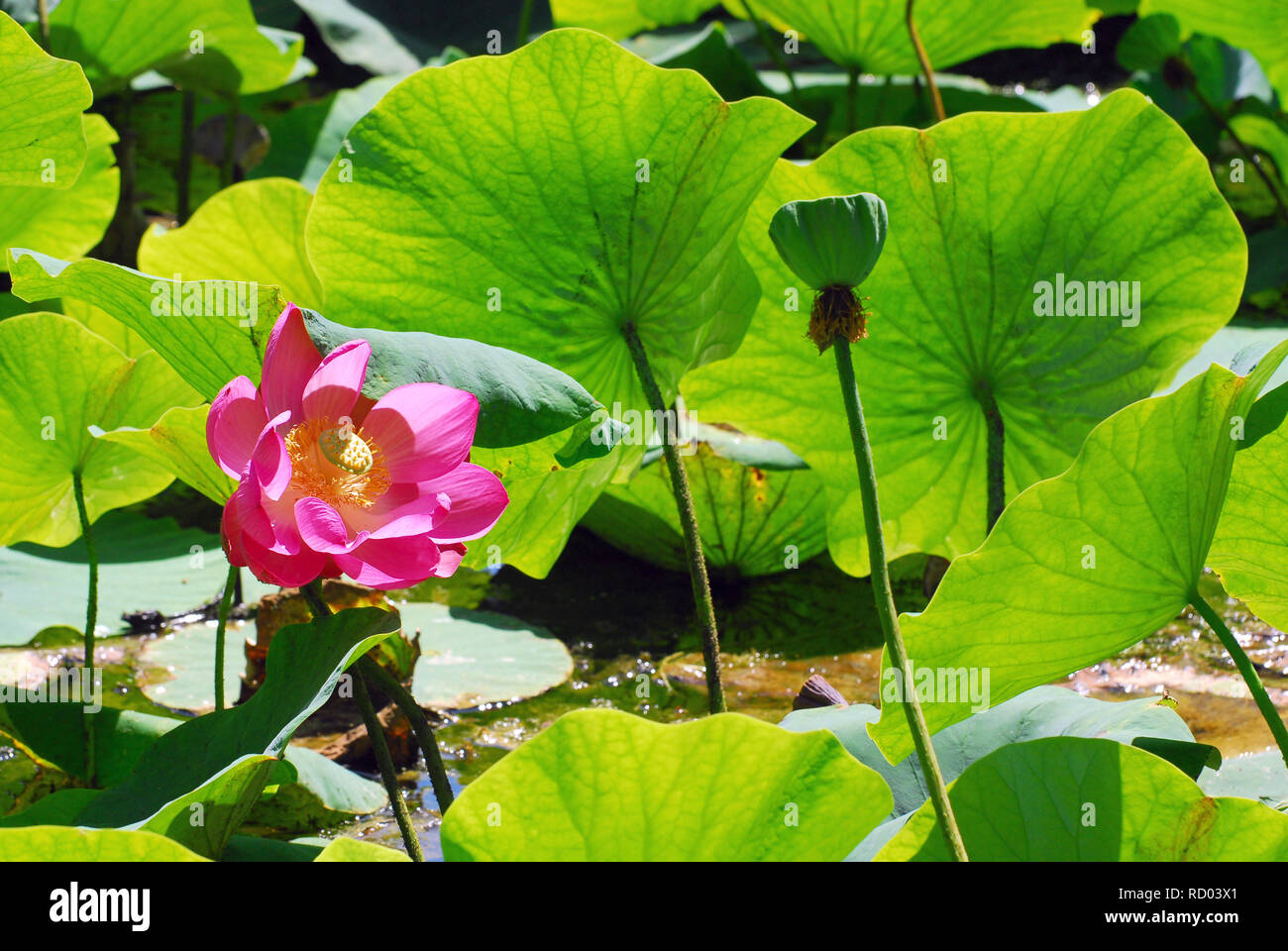 Indian lotus, sacred lotus, bean of India, Egyptian bean, indiai lótusz ...