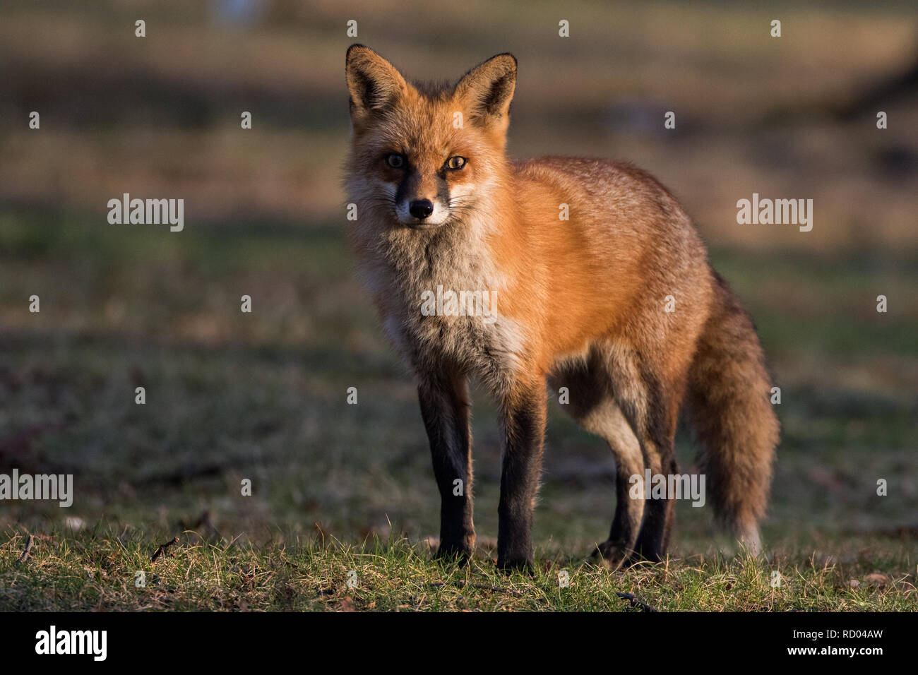 Fox Winter Coat Stock Photo - Alamy