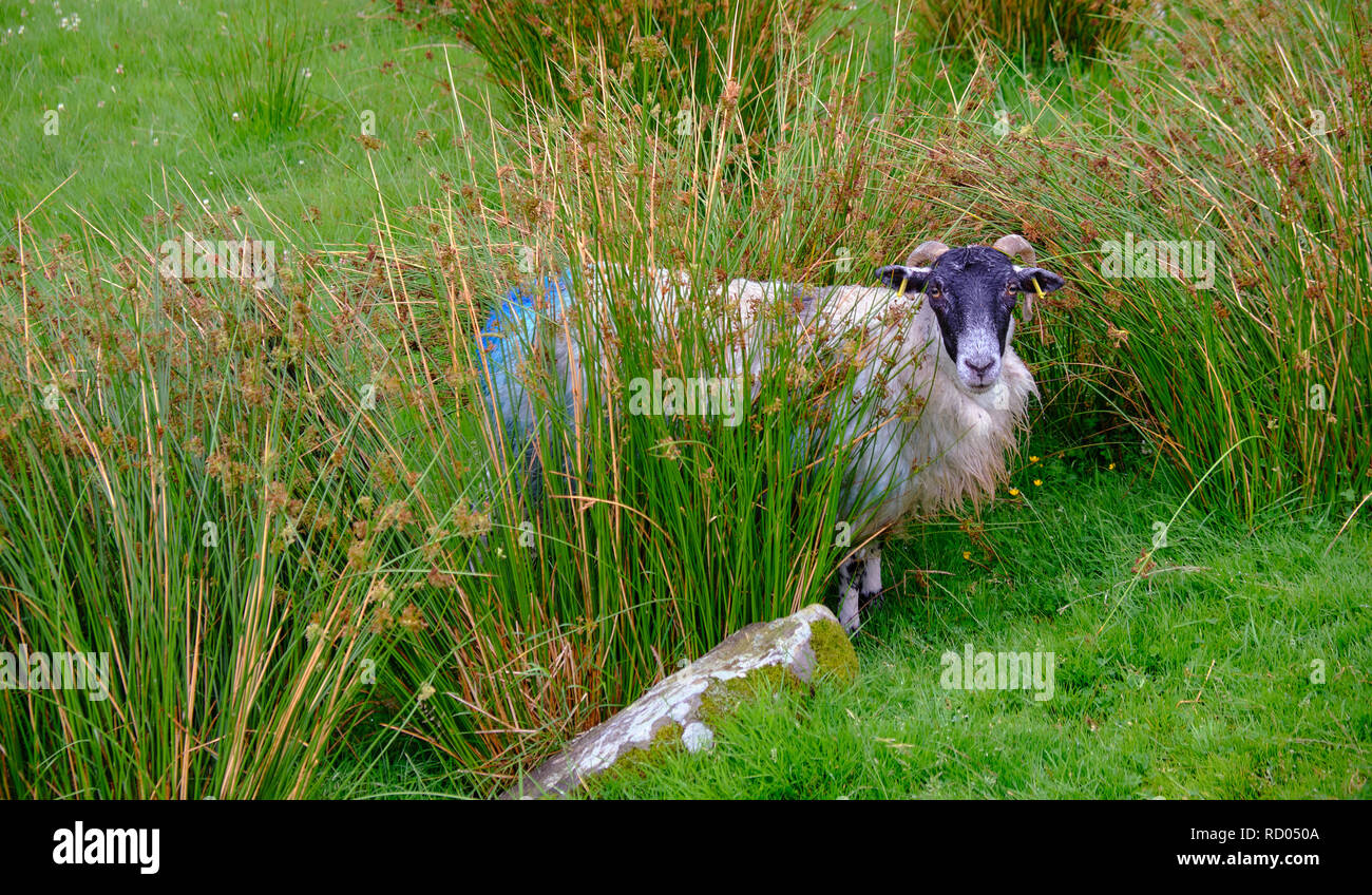 Sheep markings flock wool hi-res stock photography and images - Alamy